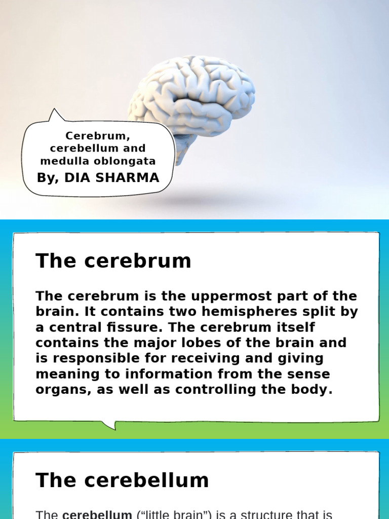 Cerebrum, Cerebellum and Medulla Oblongata | PDF