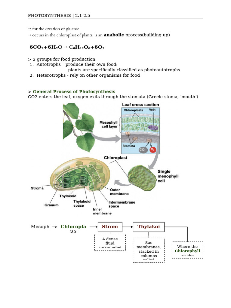 Photosynthesis | PDF