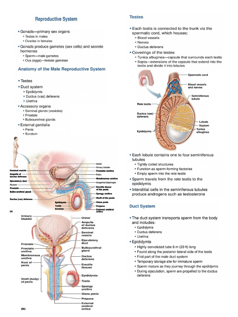 Reproductive System Anaphy Transes | PDF