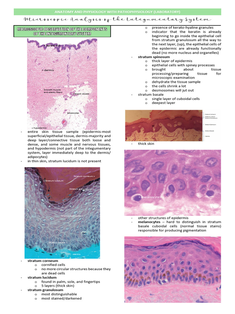 ANAPHY Microscopic Analysis of The Integumentary System | PDF