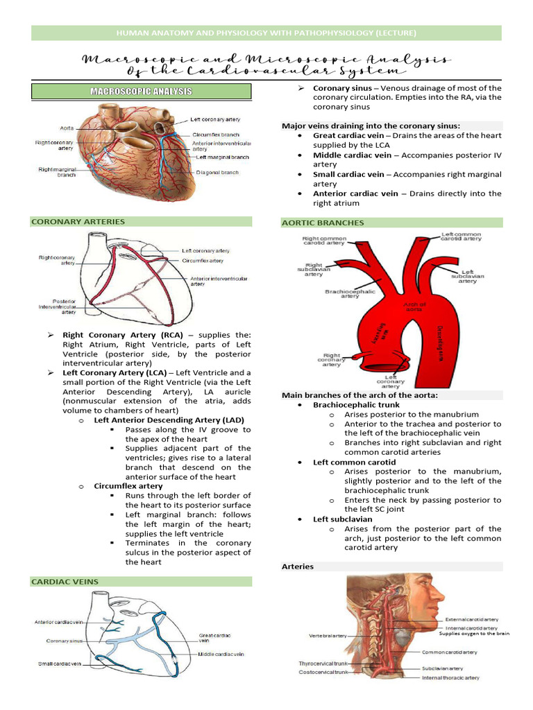 Laboratory 9. Macroscopic and Microscopic Analysis of The Cardiovascular System | PDF