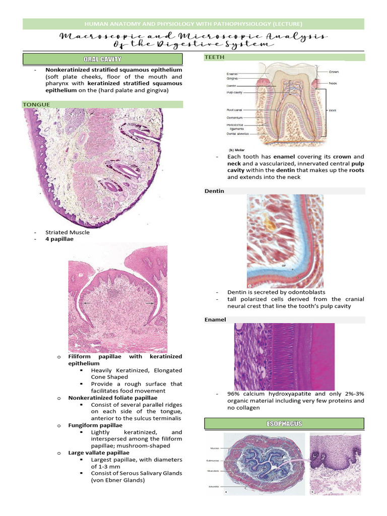 Laboratory 10. Macroscopic and Microscopic Analysis of The Digestive ...
