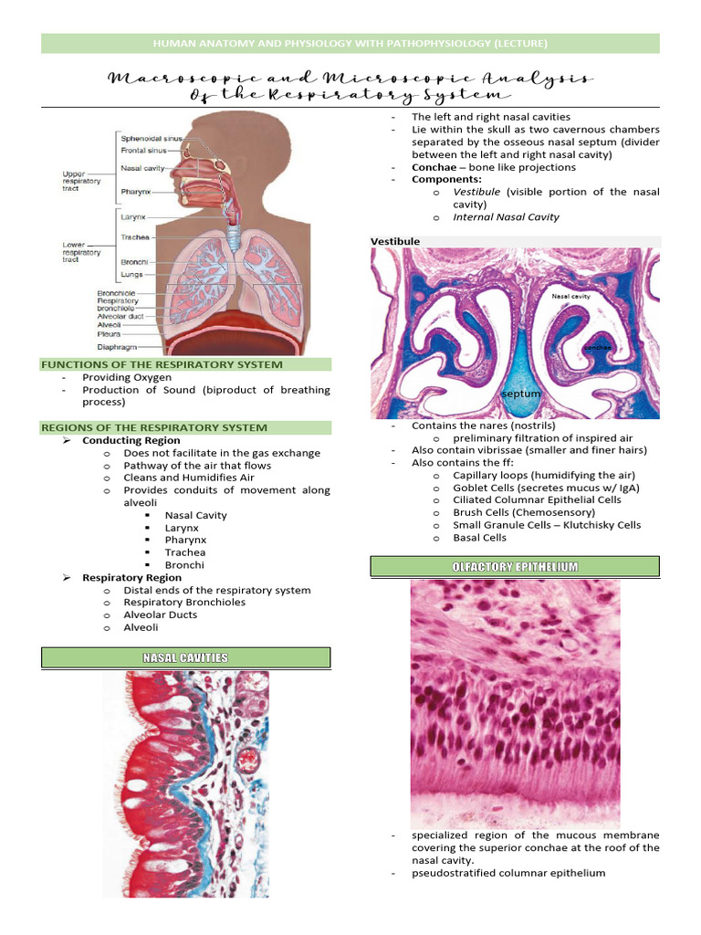 Laboratory 11. Macroscopic and Microscopic Analysis of The Respiratory ...