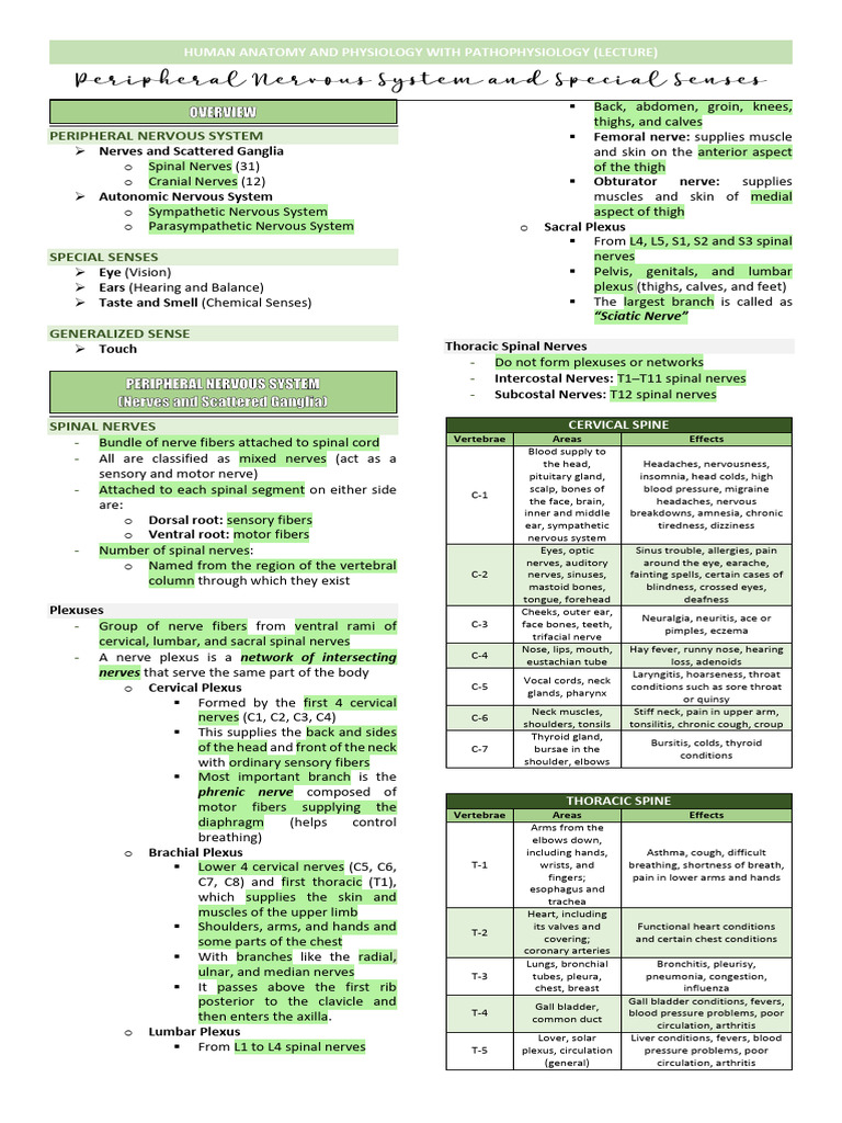 Laboratory 7. Peripheral Nervous System and Special Senses | PDF