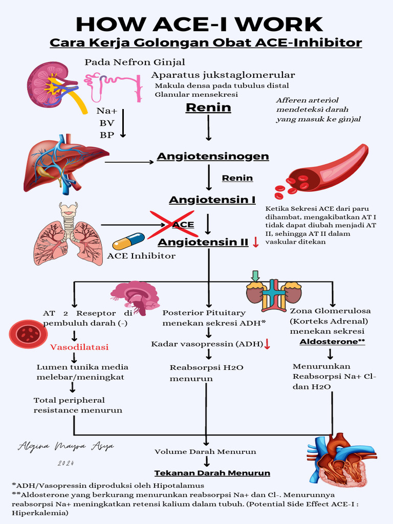 Cara Kerja Golongan Obat ACE Inhibitor | PDF