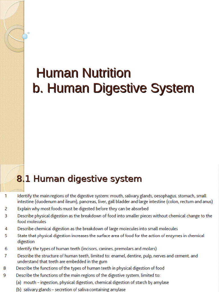 Human Digestion | PDF