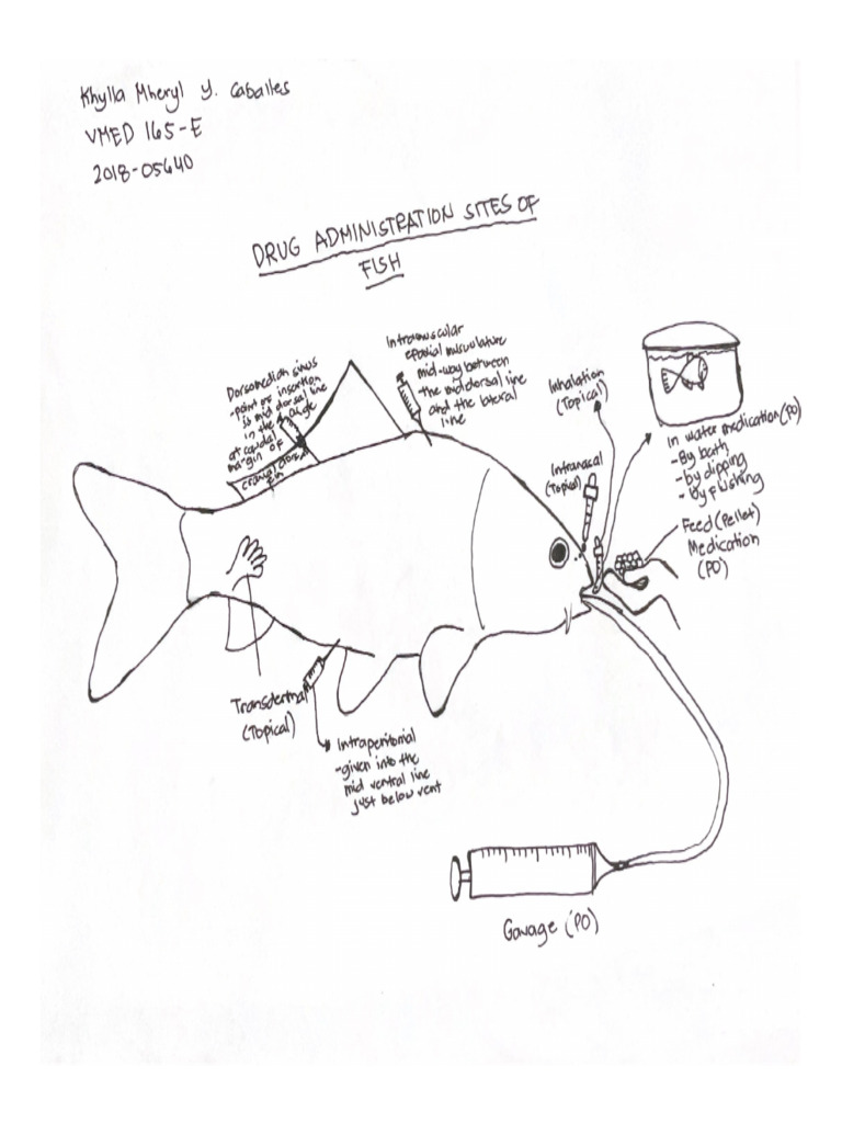Wildlife Fish | PDF