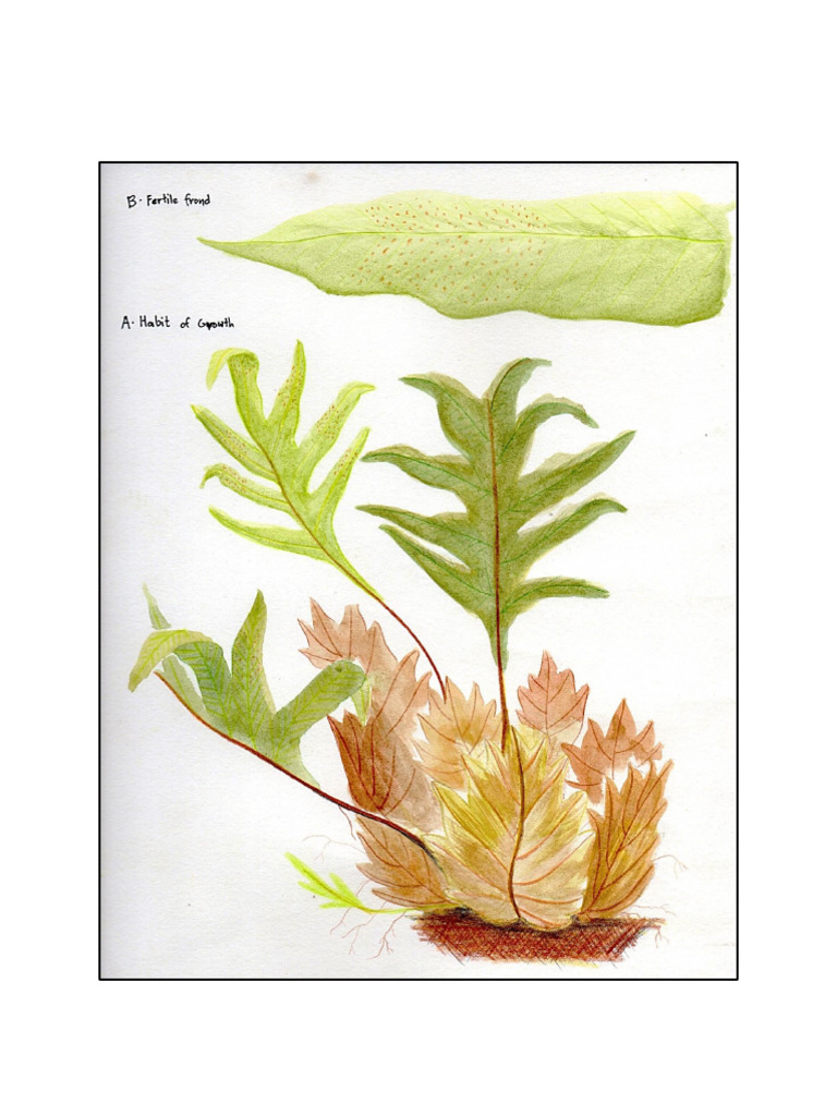 Fern Specimen Analysis Guide | PDF | Leaf | Fern