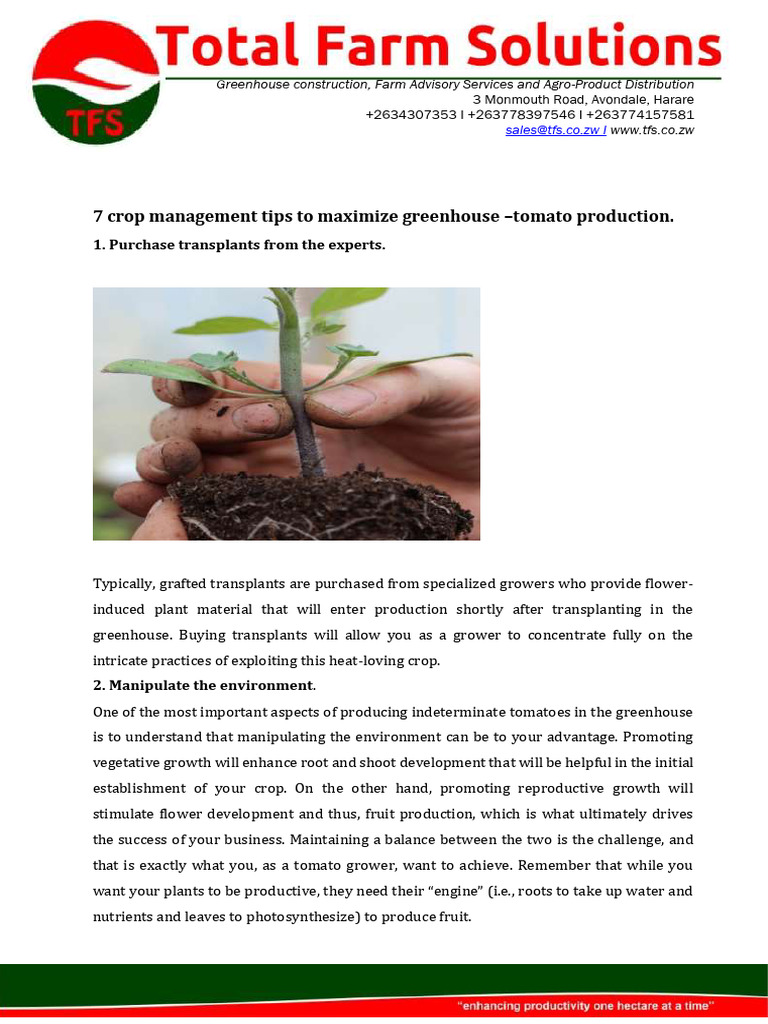 7 Crop Management Tips To Maximize Greenhouse Tomato Production | PDF