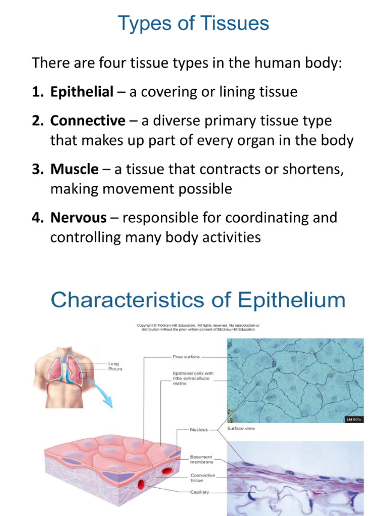 TISSUES | PDF