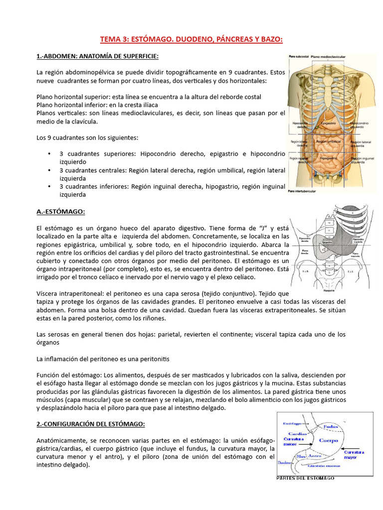 TEMA 3 DE ANATO mod | PDF
