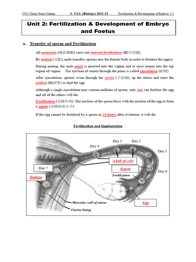2 - Fertilization and Development of Embryo - Teacher - 22-23 | PDF