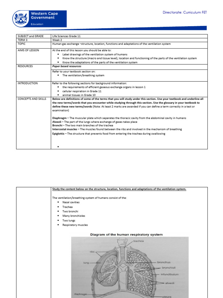 Grade 11 Life Sciences | PDF