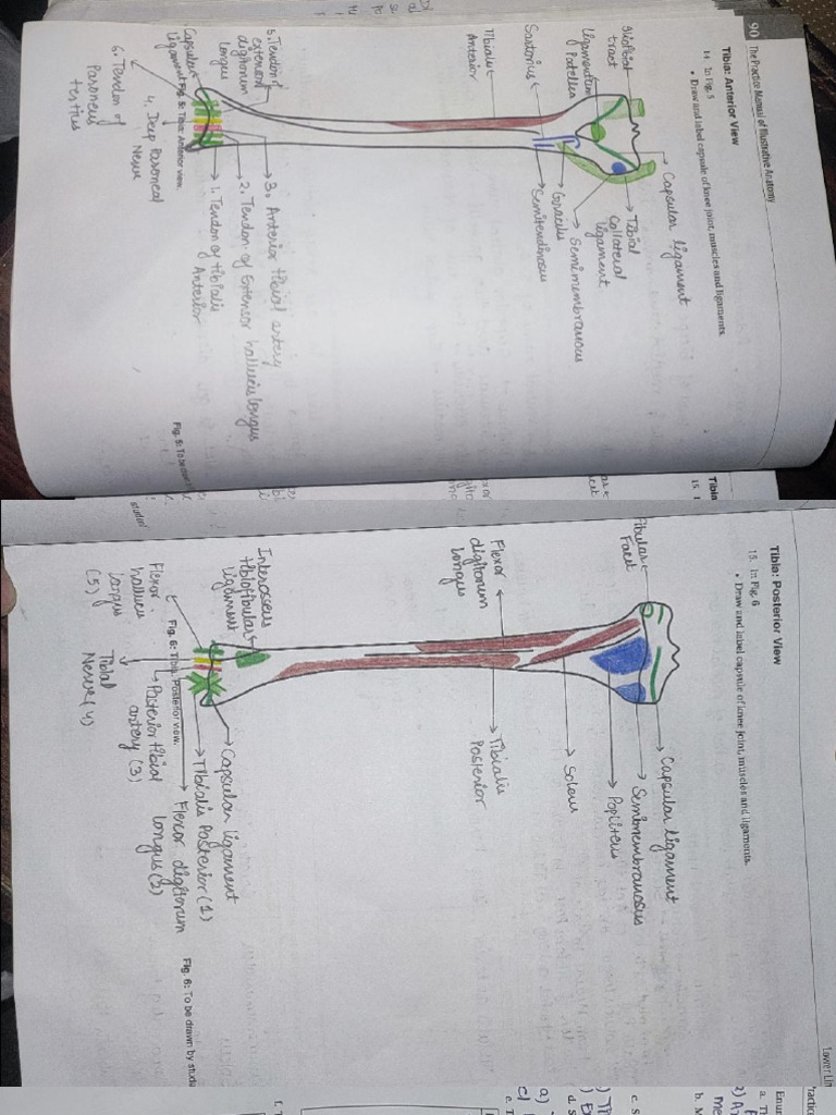 Anatomy File | PDF