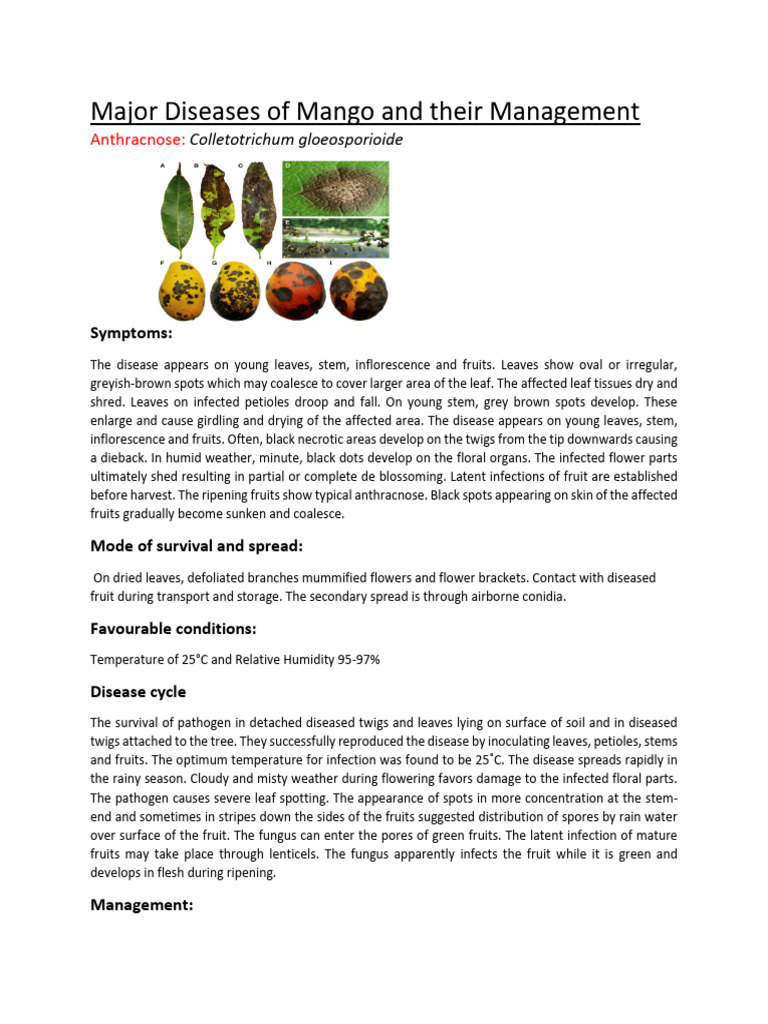 Major Diseases of Mango and Their Management | PDF