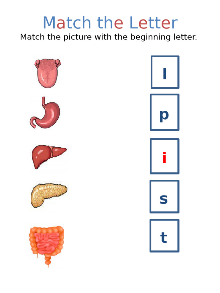 Digestive System Activity Bundle (Autosaved) | PDF