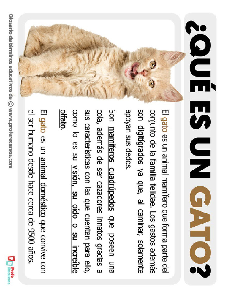Cats | PDF