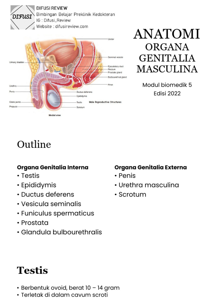 (UR) Modul 3 Anatomi Organa Genitalia Masculina | PDF