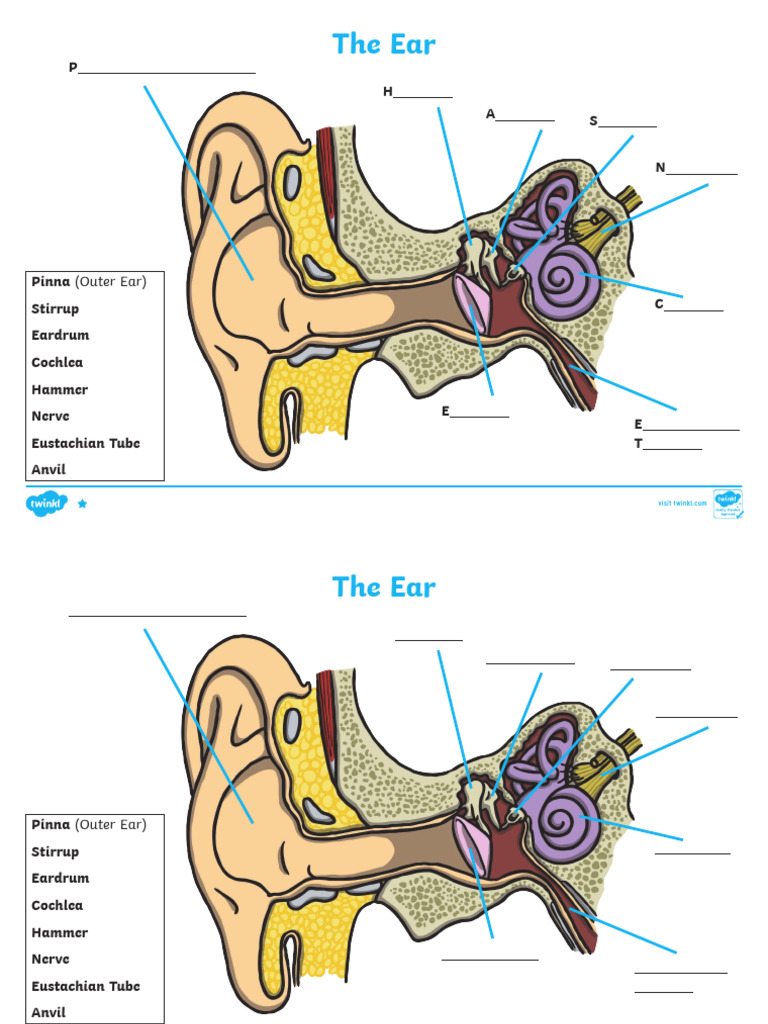 T T 3612 Ear Diagram and Labelling Activity Sheet Ver 4 | PDF