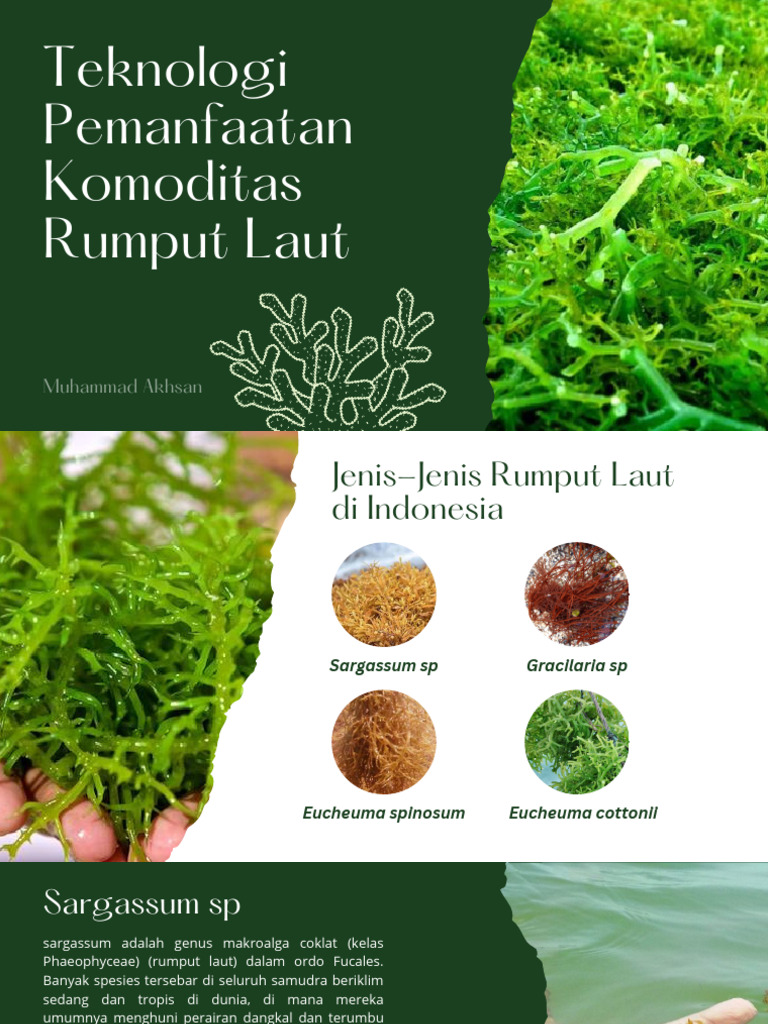 Teknologi Komoditas Rumput Laut | PDF