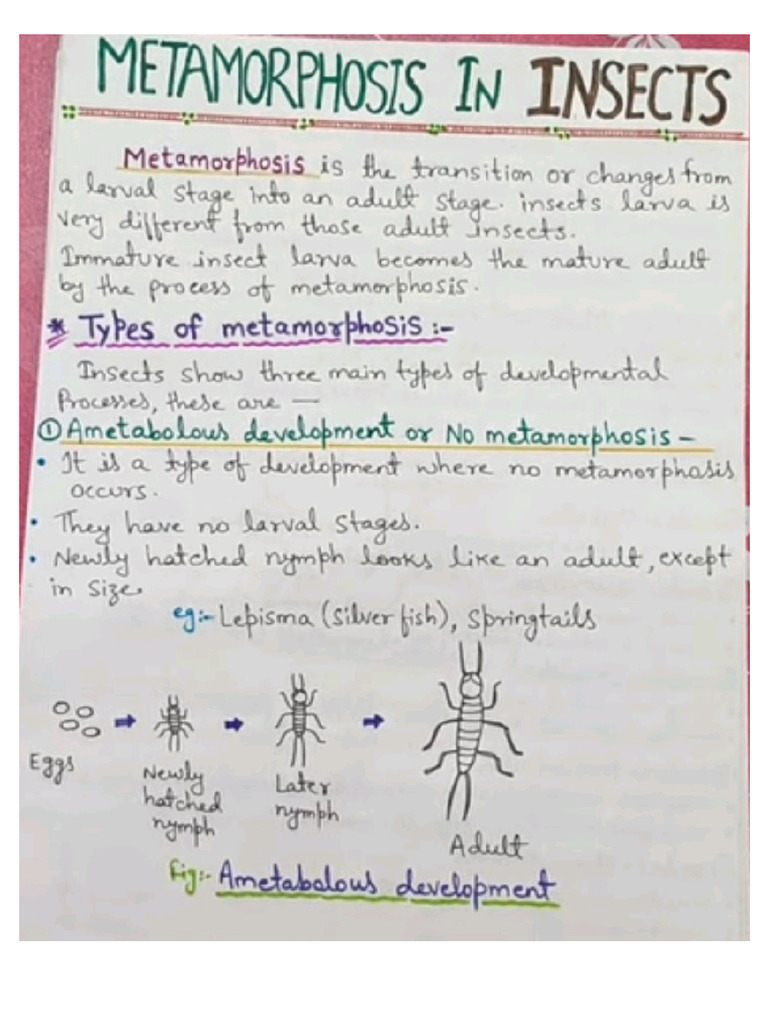 metamorphosis in insects pdf | PDF