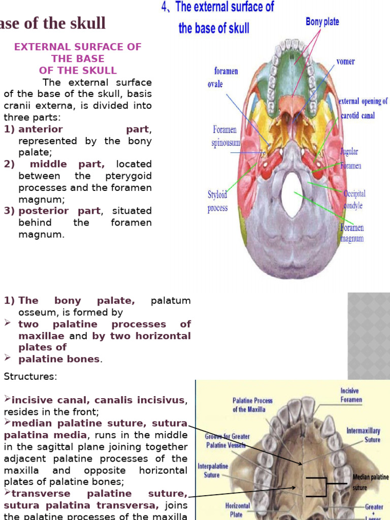 Base of skull | PDF