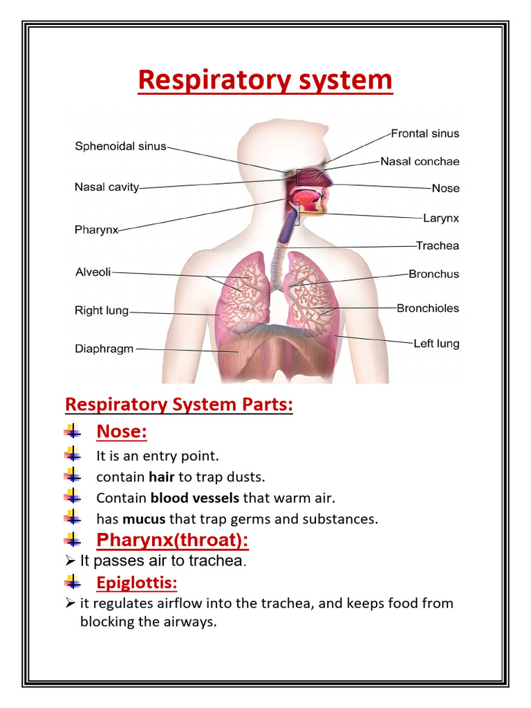 Respiratory System | PDF