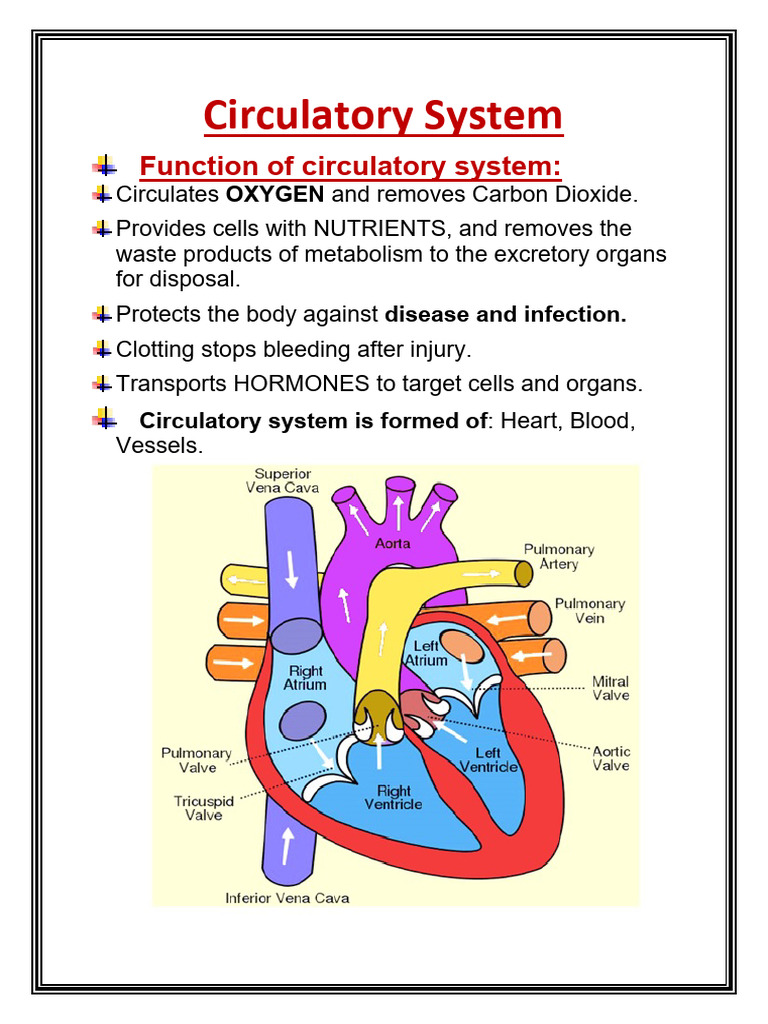 Circulatory System | PDF
