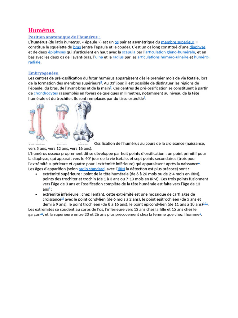 Humérus | PDF