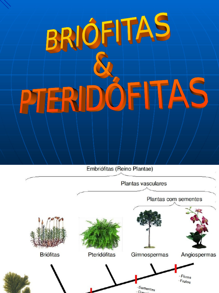 Briofitas & Pteridofitas I | PDF