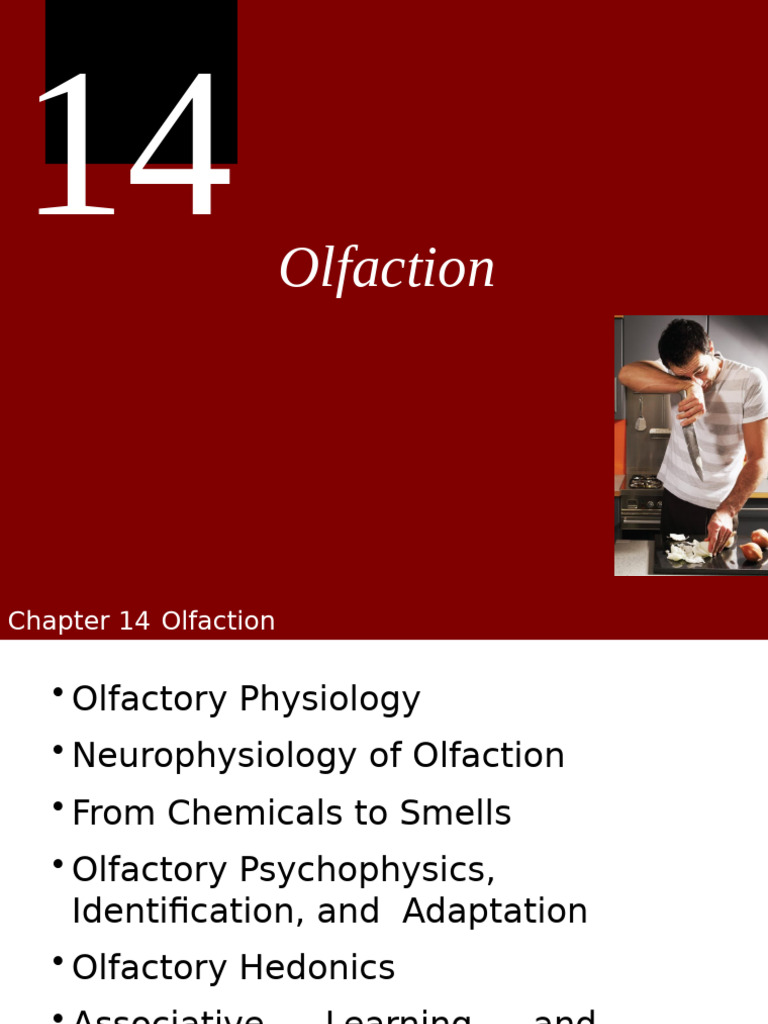 Lecture 14 - Olfaction | PDF | Odor | Senses