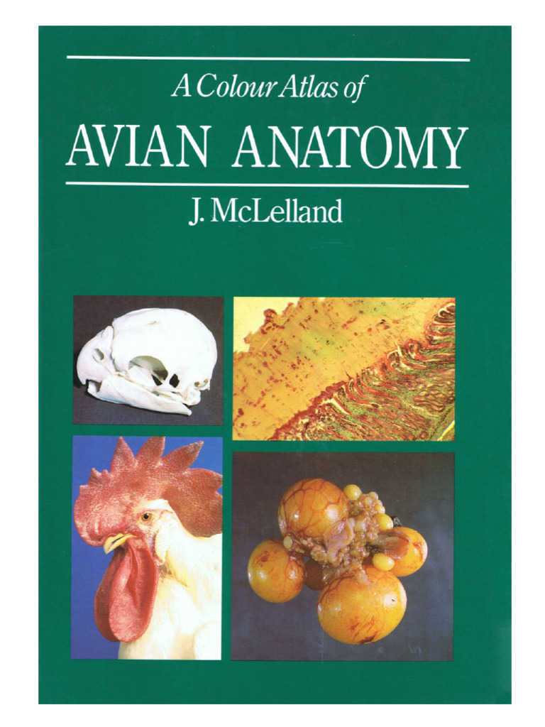 A Colour Atlas of Avian Anatomy | PDF