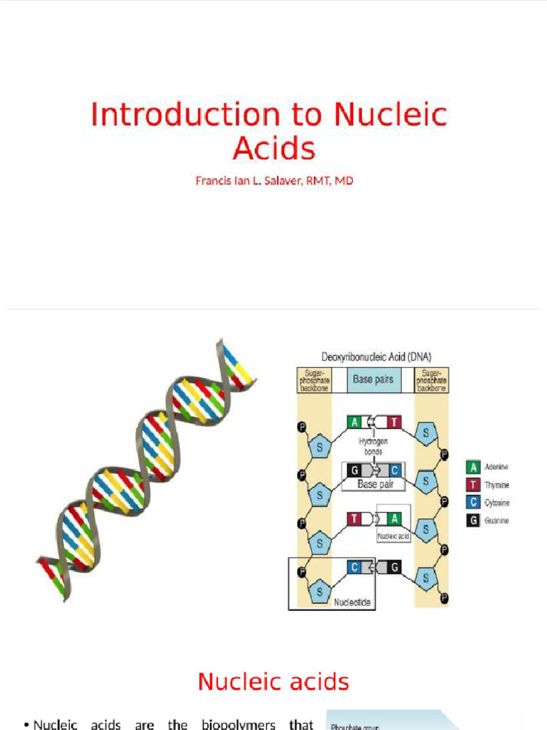 Carbs 6 Nucleic Acid | PDF
