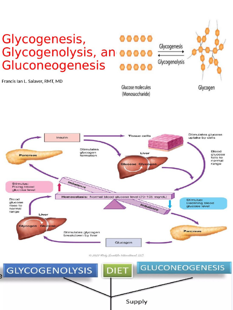 Glycogenesis Glycogenolysis An Gluconeogenesis | PDF