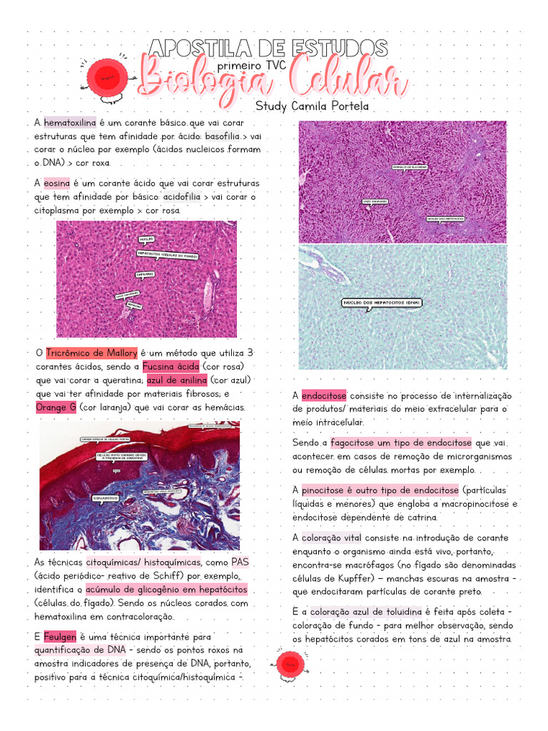 Apostila de Estudos TVC 1 | PDF