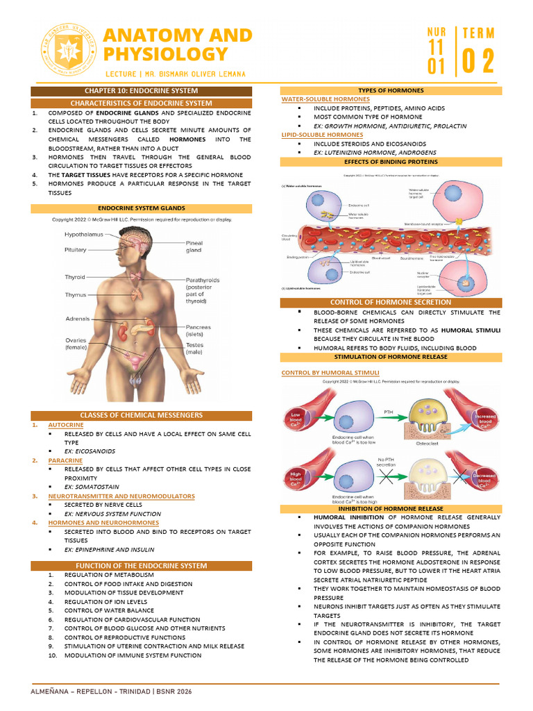 ANAPHY Chapter 10 - Endocrine System | PDF