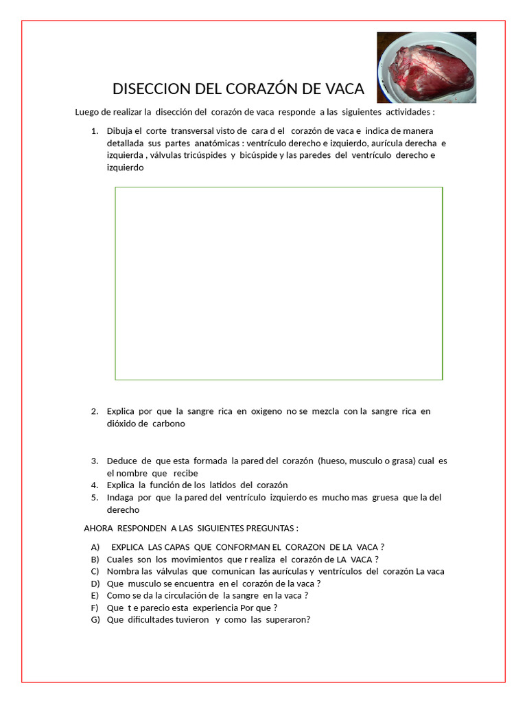 Anatomía y Función del Corazón de Vaca | PDF