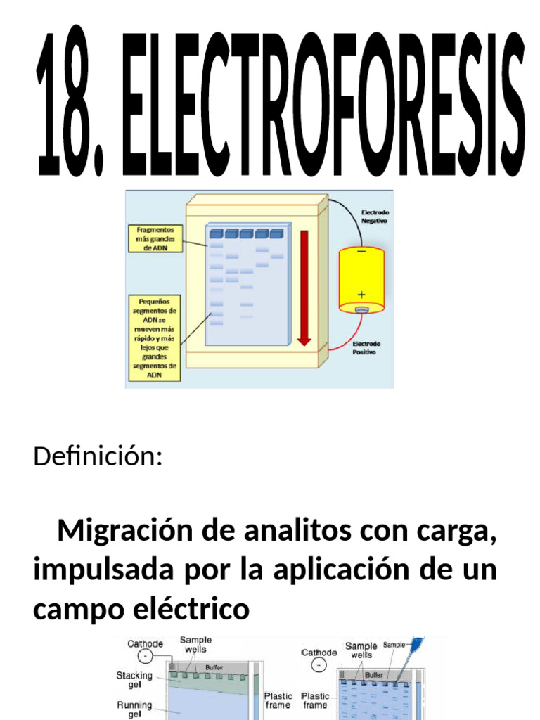 18. Electroforesis | PDF