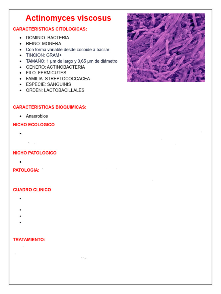 Actinomyces Viscosus | PDF
