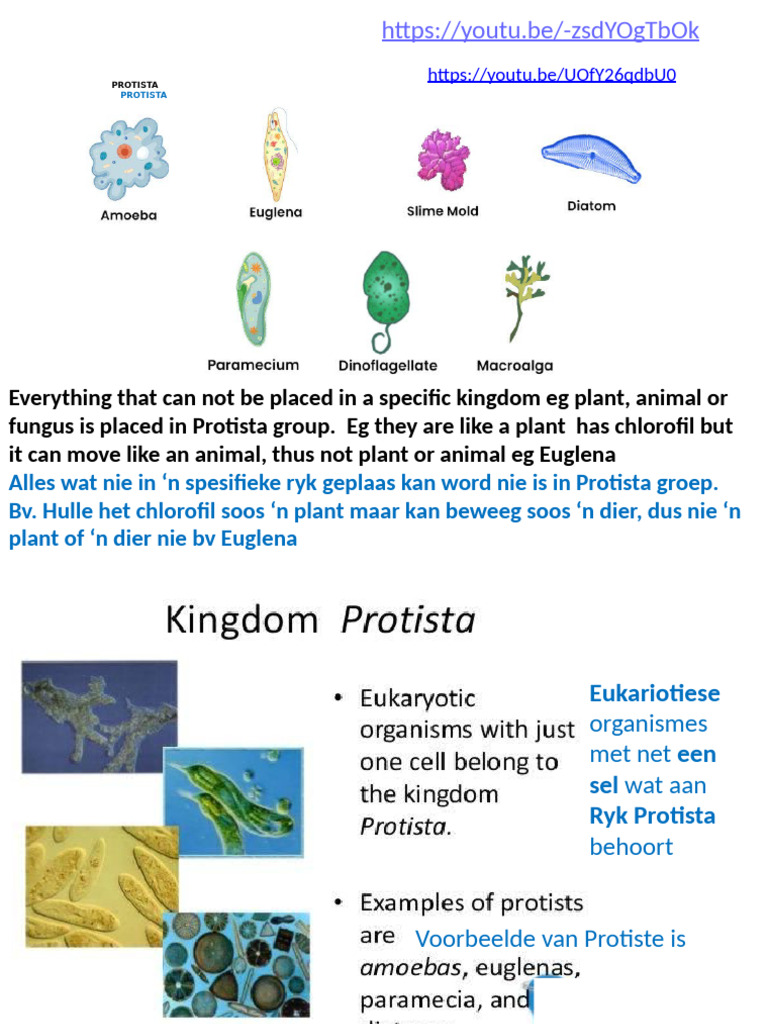MICRO ORGANISMS GR11 Protista-4 | PDF
