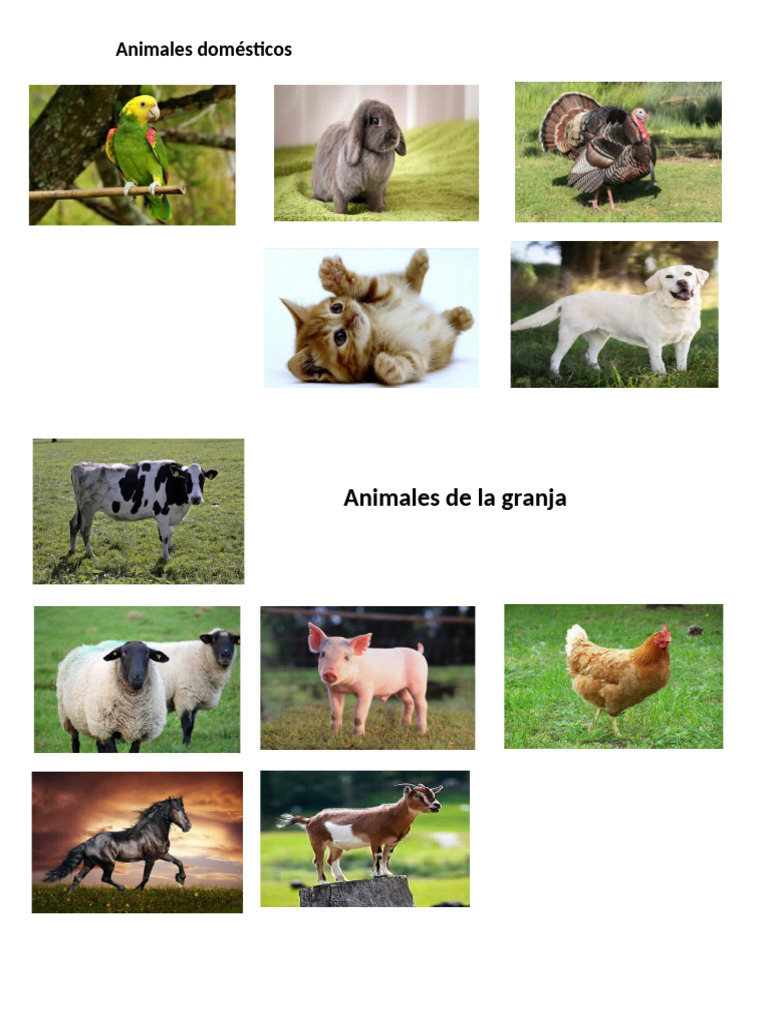 Animales Domésticos y 5 Granja | PDF