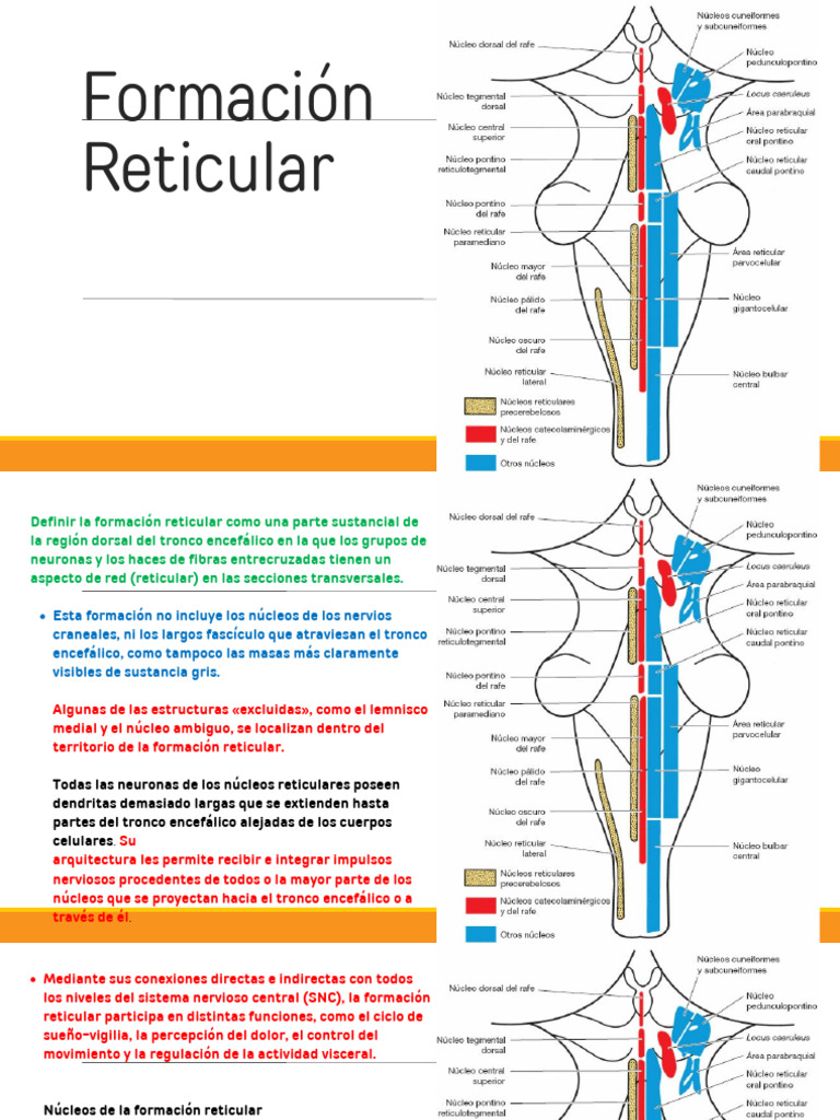 Formación Reticular Pptx 20231122 072025 0000 Pdf