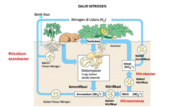 Daur Nitrogen | PDF