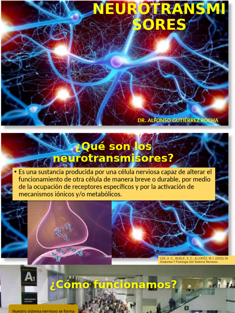 Neuro Transm I Sores | PDF