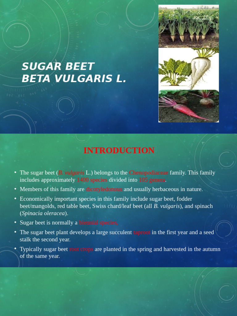 Sugar Beet | PDF