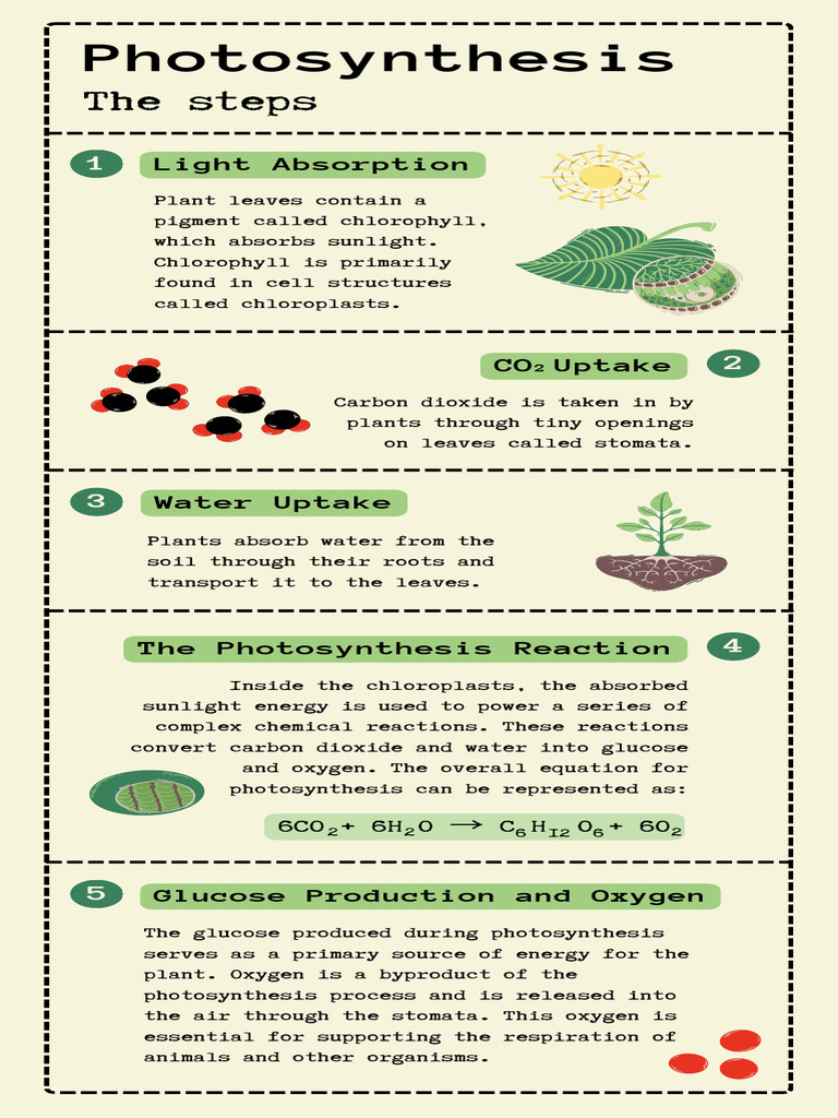 Green Illustrative Photosynthesis Infographic | PDF