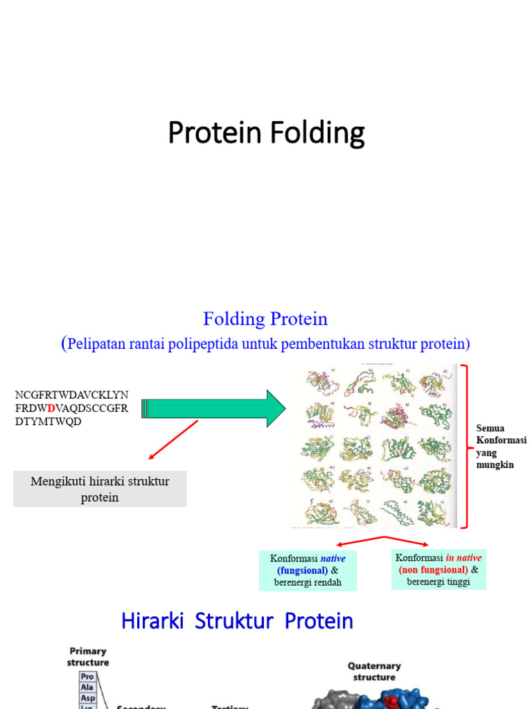 2 Folding Protein | PDF