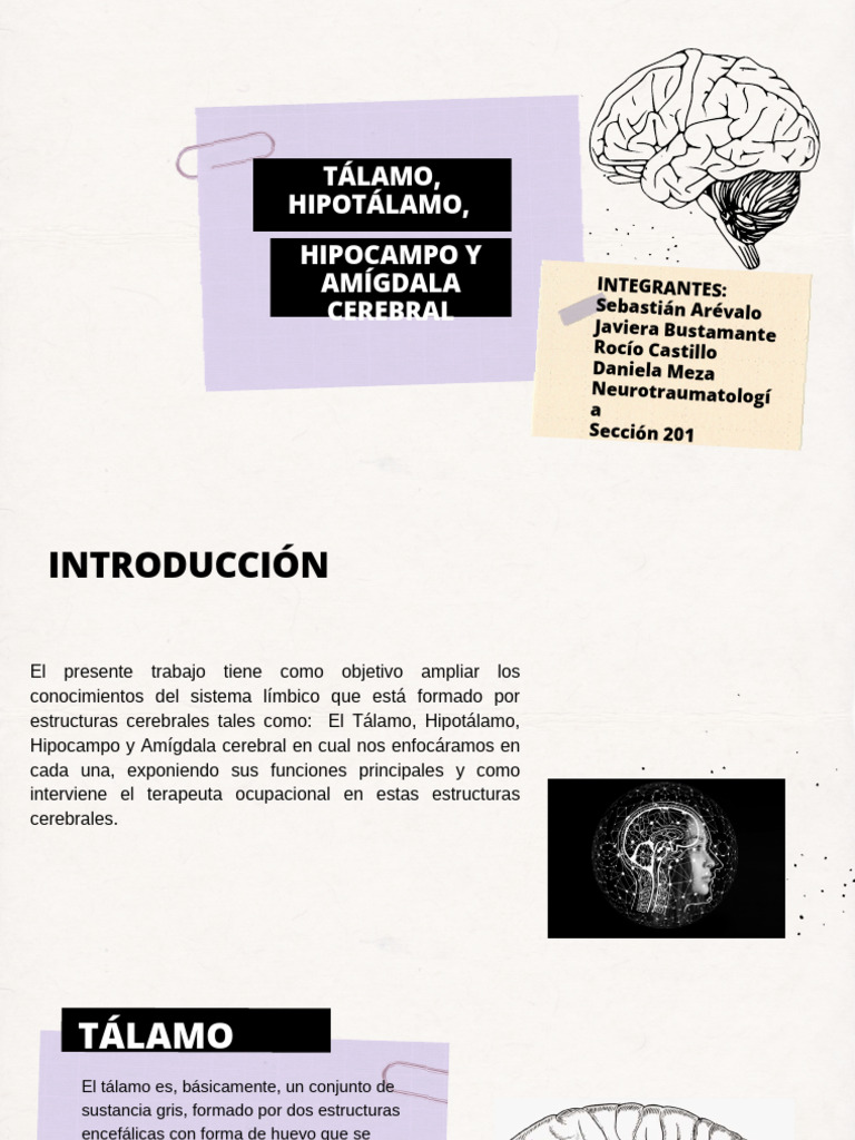 4 Talamó, Hipotalamo | PDF