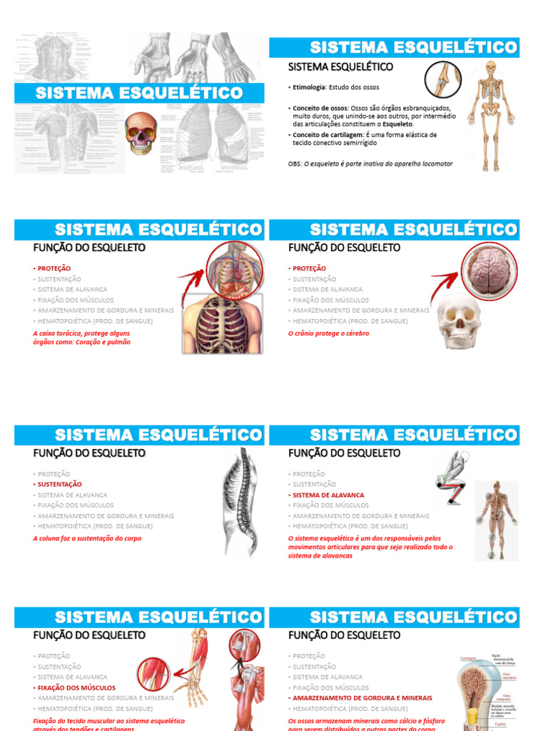 Anatomia 01 Pdf