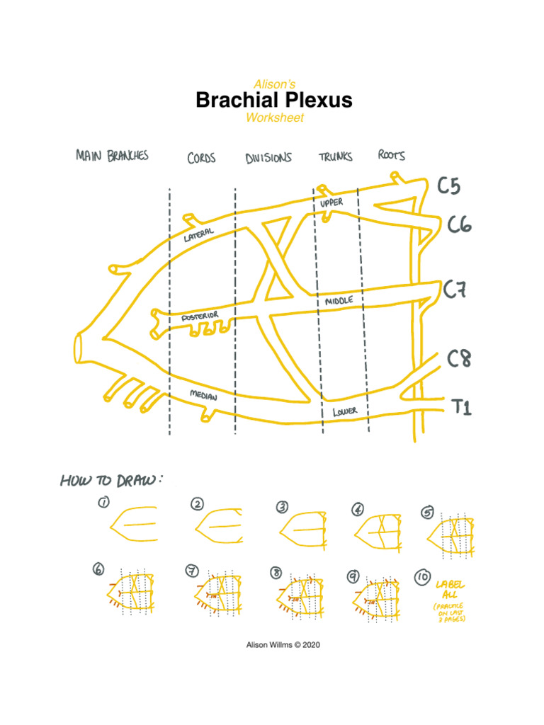 Brachial Plexus Worksheet by Alison Willms | PDF